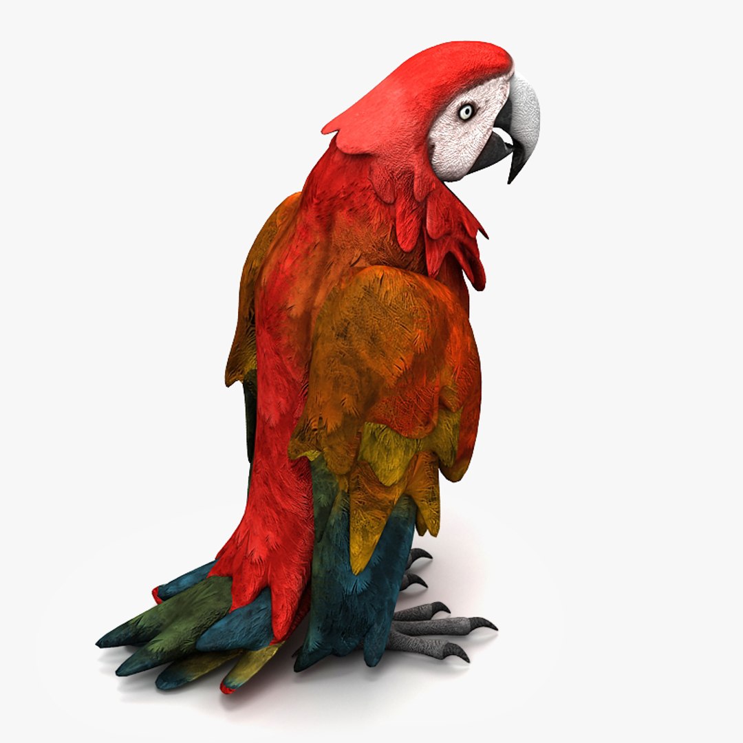 Max Parrot Species