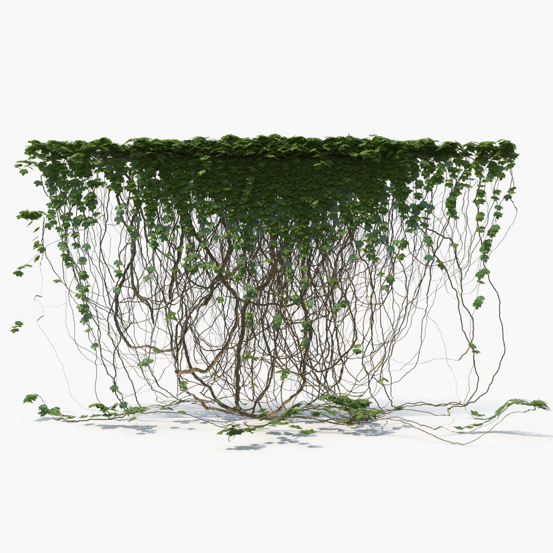 3d Model Realistic Ivy Wall
