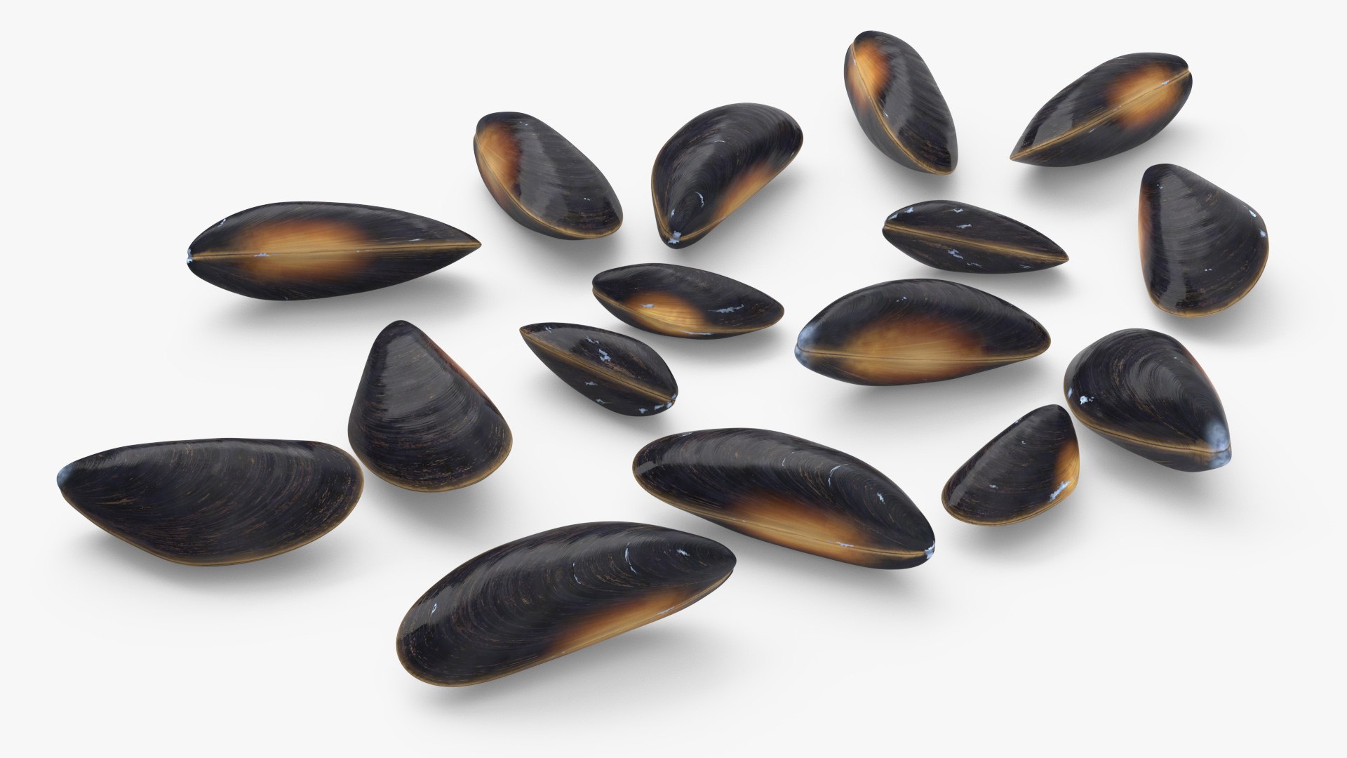 Bunch Of Clams 3D Model - TurboSquid 2228035