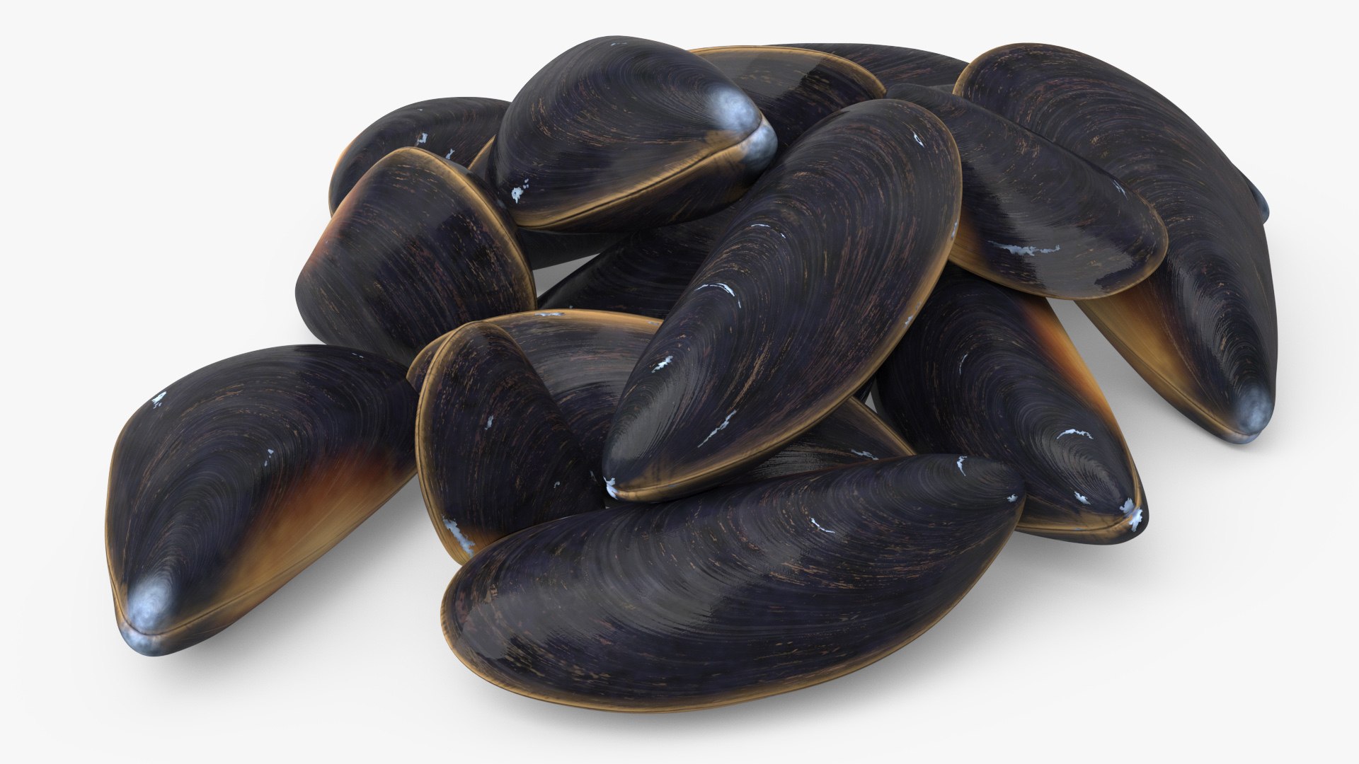Bunch Of Clams 3D Model - TurboSquid 2228035