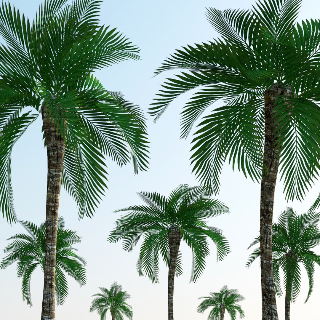 Palm Tree 3d Model