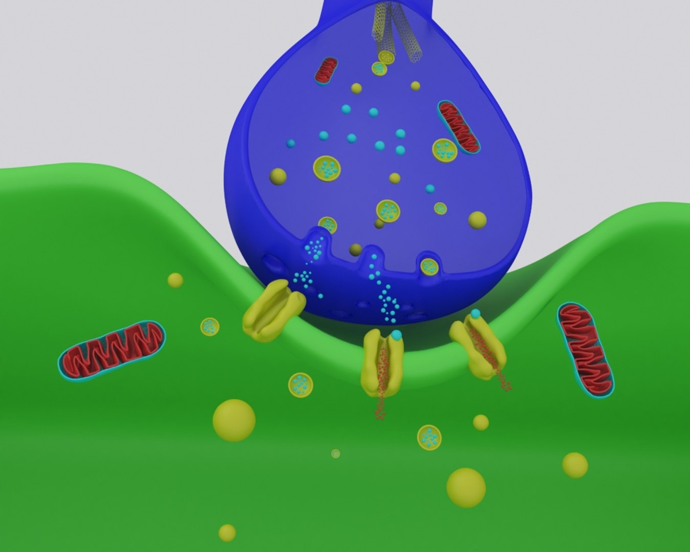 Synapse Neuron 3D Model - TurboSquid 1326126