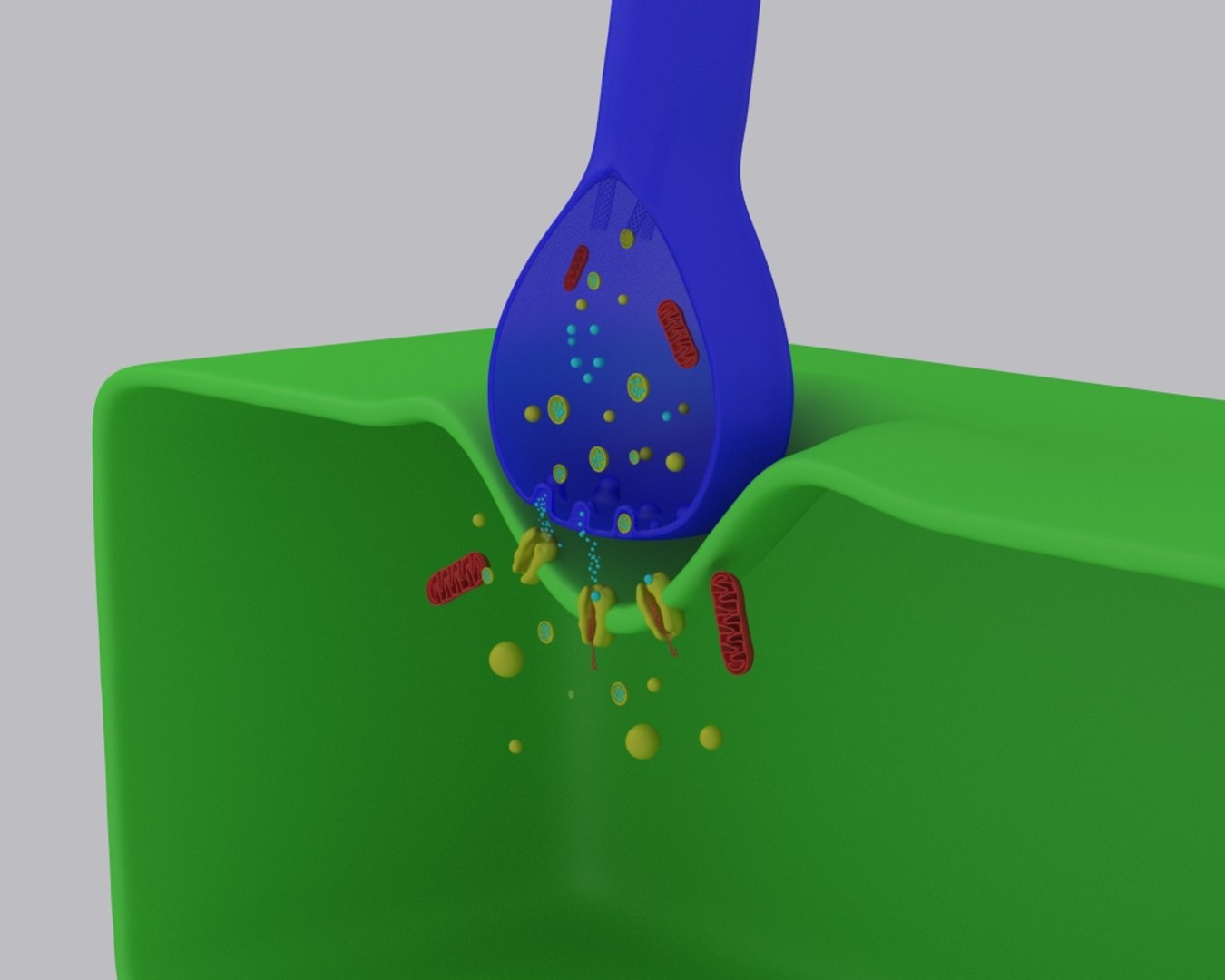 Synapse Neuron 3D Model - TurboSquid 1326126