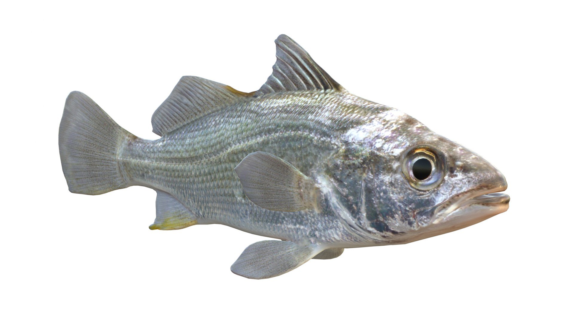 3D Silver Perch Fish - TurboSquid 2512650