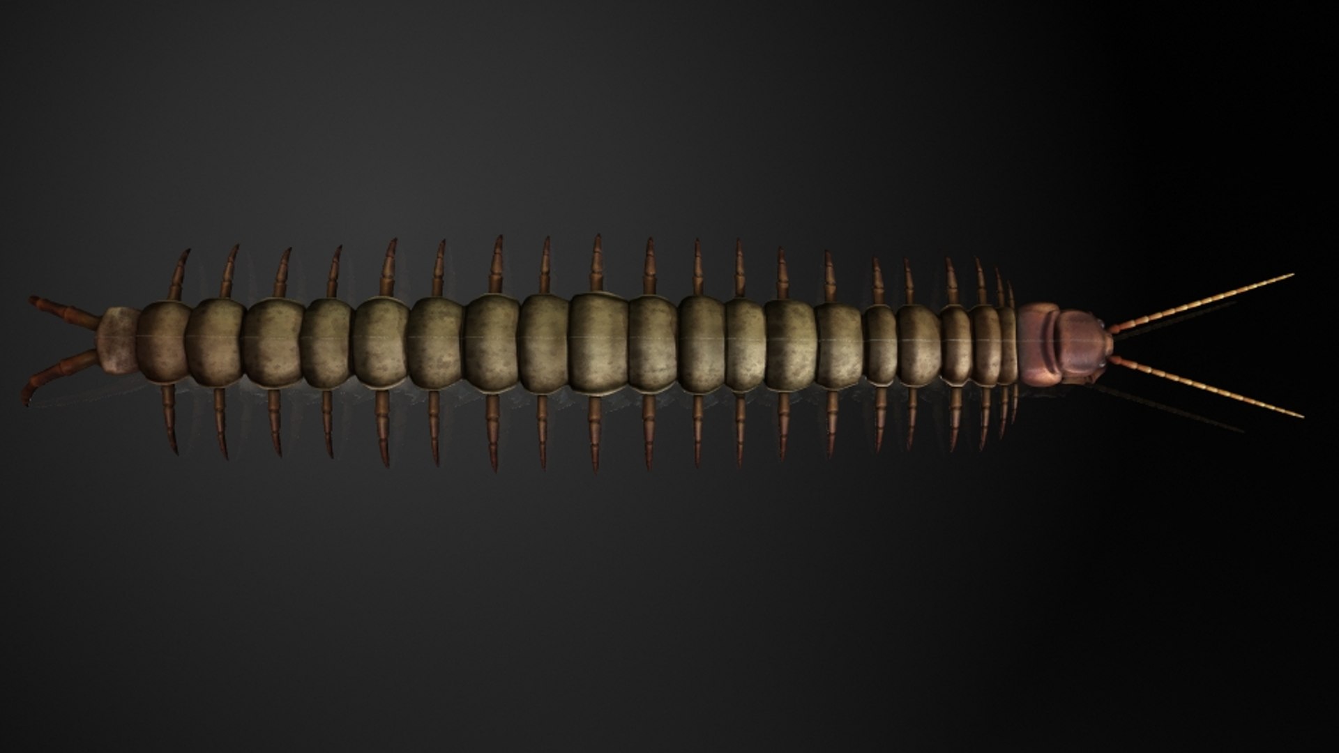 Centipede Insects Model - TurboSquid 1324077