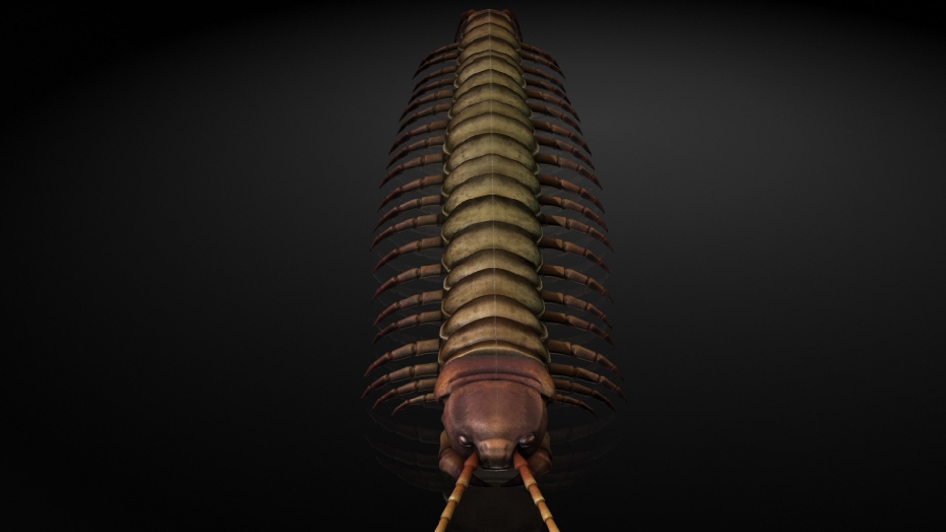Centipede Insects Model - TurboSquid 1324077
