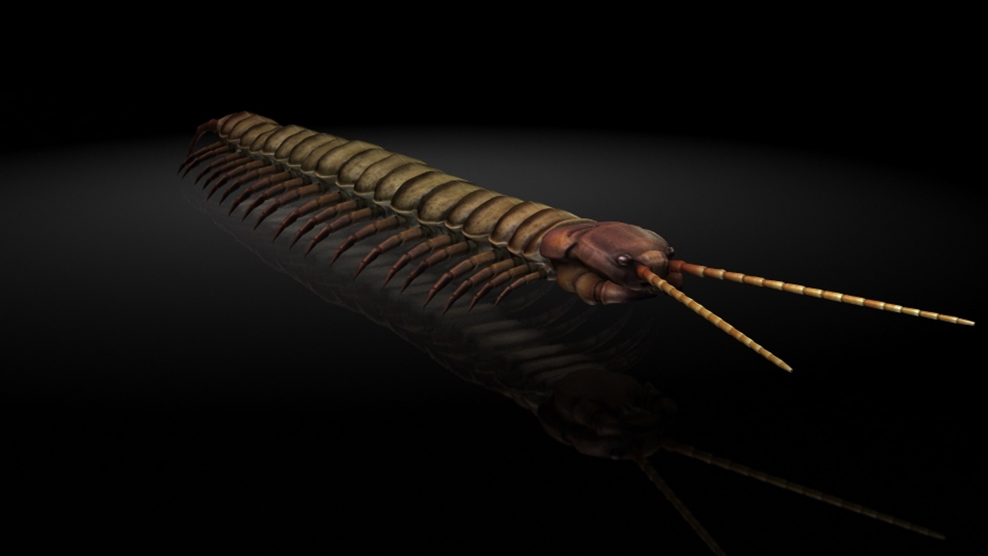 Centipede Insects Model - TurboSquid 1324077