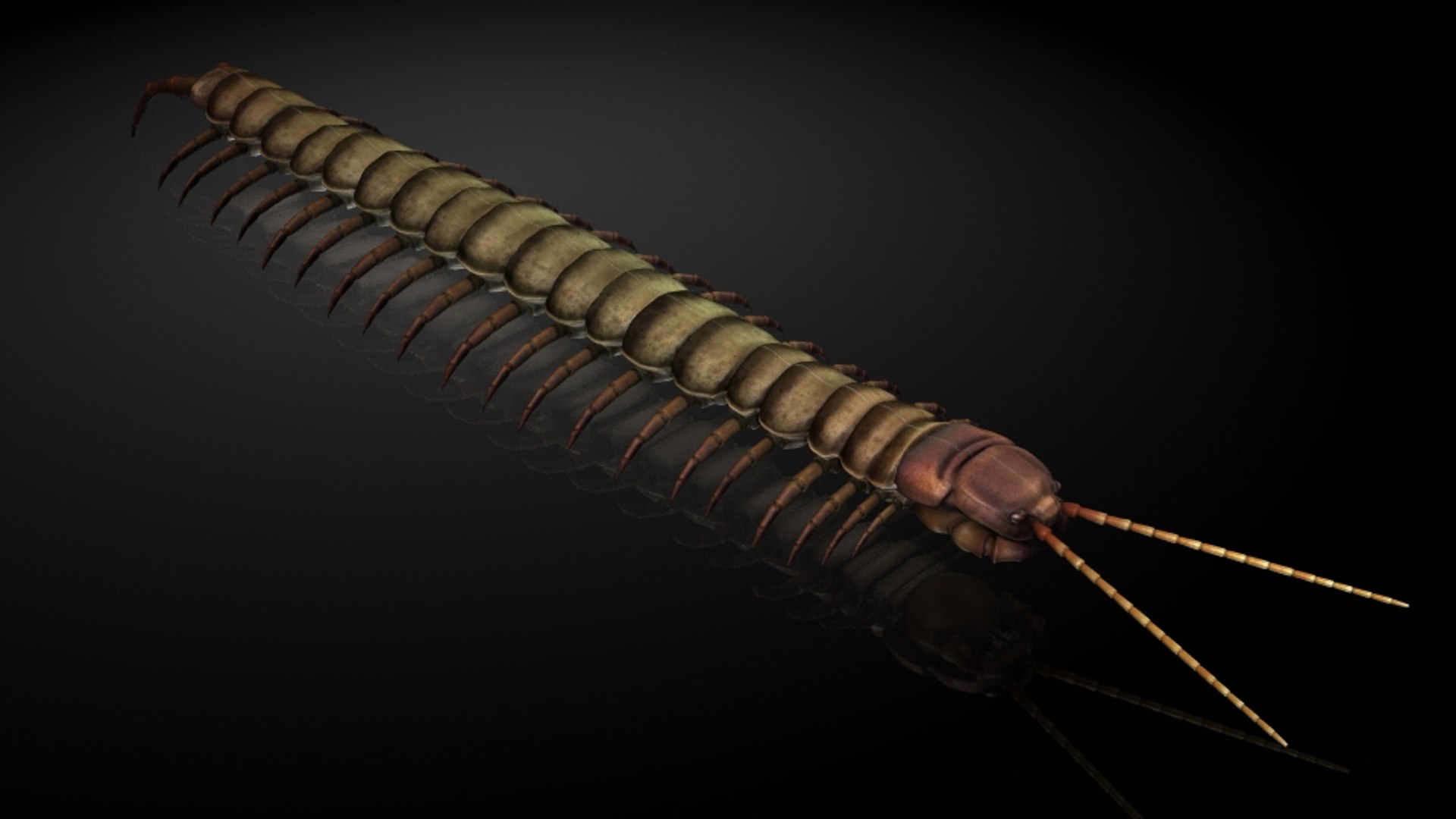 Centipede Insects Model - TurboSquid 1324077