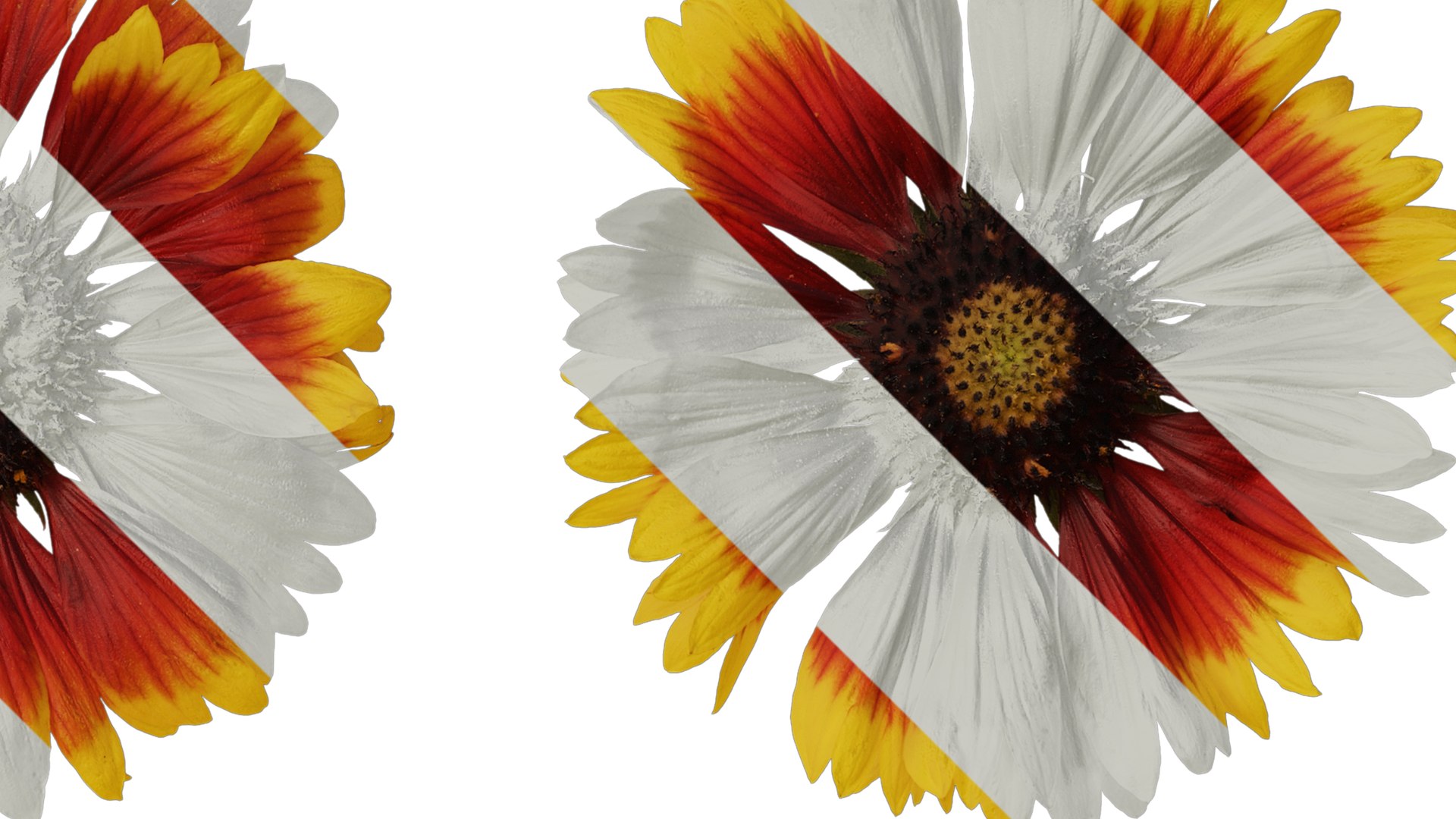 Anydrafts Gaillardia Pulchella Flower 03 Textures 3D Model - TurboSquid ...
