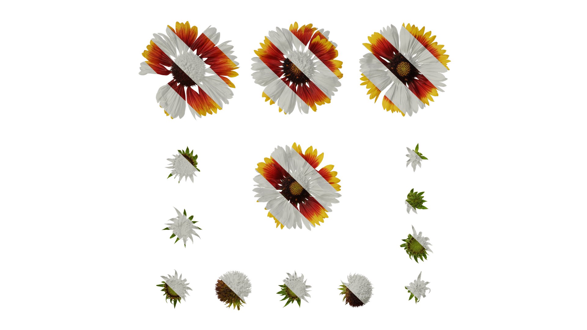 Anydrafts Gaillardia Pulchella Flower 03 Textures 3D Model - TurboSquid ...