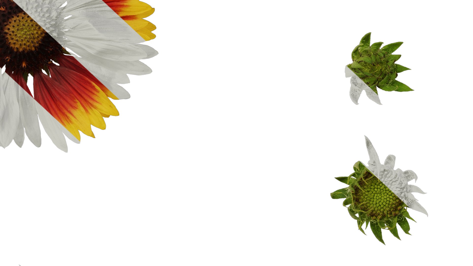 Anydrafts Gaillardia Pulchella Flower 03 Textures 3D Model - TurboSquid ...