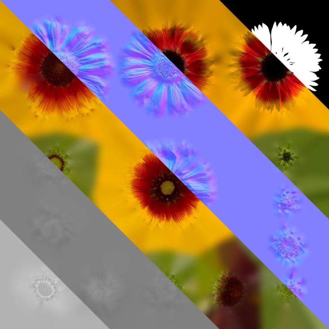 Anydrafts Gaillardia Pulchella Flower 03 Textures 3D Model - TurboSquid ...