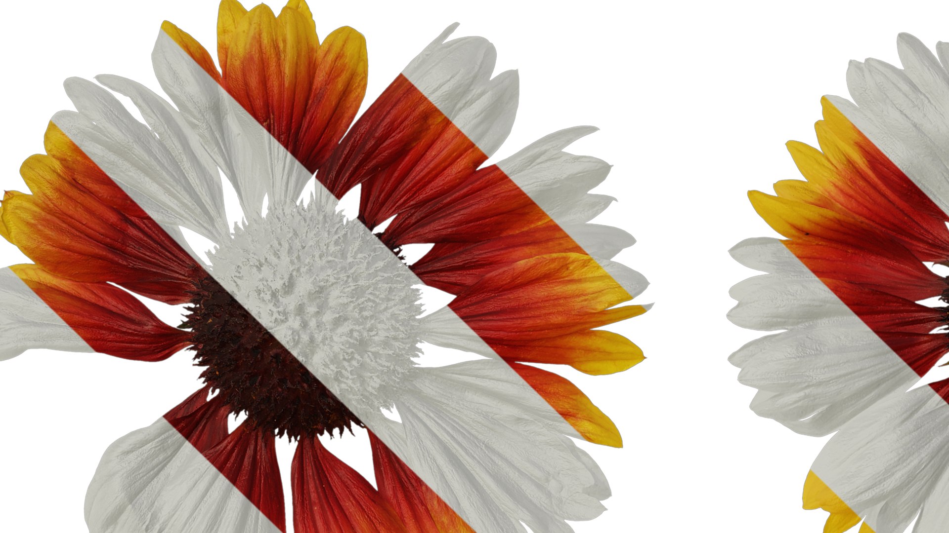 Anydrafts Gaillardia Pulchella Flower 03 Textures 3D Model - TurboSquid ...