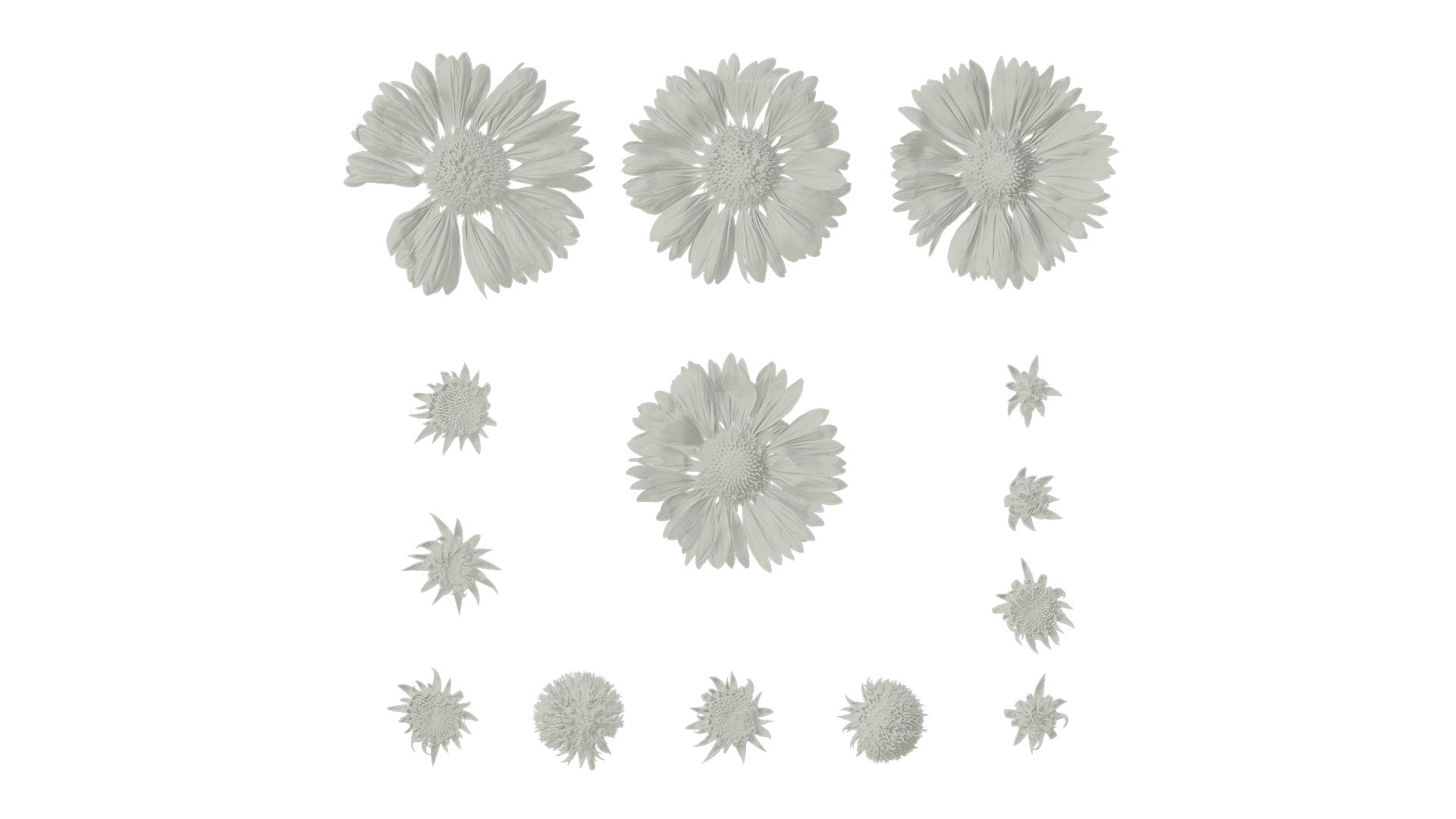 Anydrafts Gaillardia Pulchella Flower 03 Textures 3D Model - TurboSquid ...