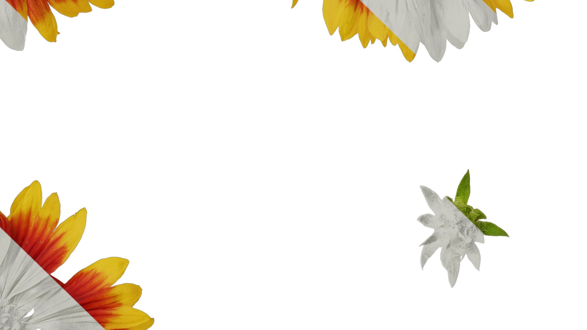 Anydrafts Gaillardia Pulchella Flower 03 Textures 3D Model - TurboSquid ...