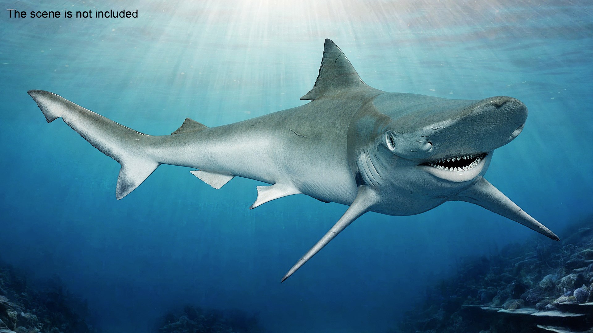 Realistic Spadenose Shark Rigged 3D - TurboSquid 2389372