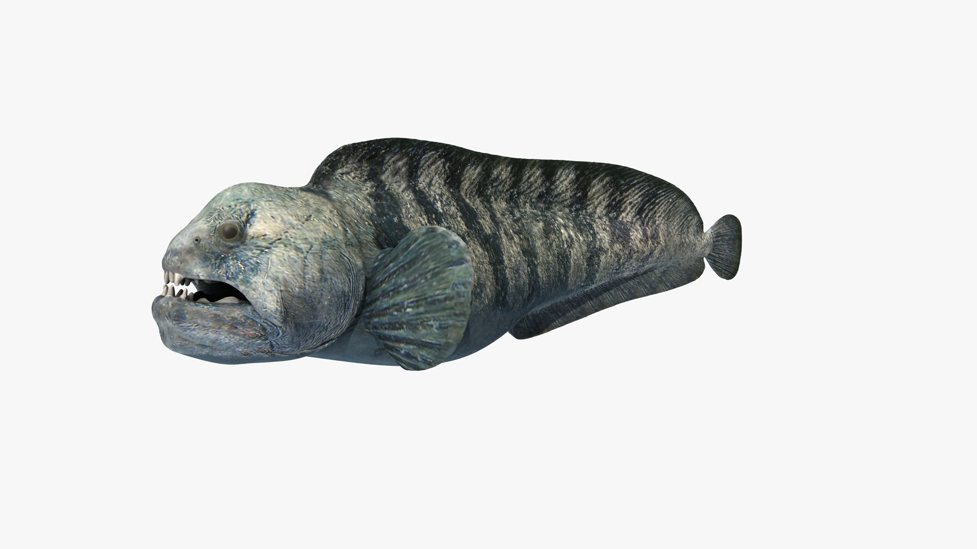 Atlantic Wolffish Anarhichas Lupus 3D Model - TurboSquid 1483108