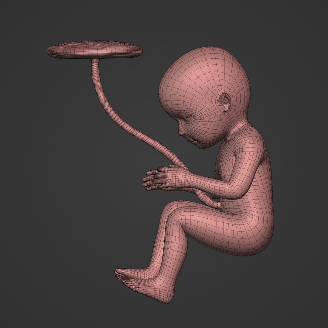 3D Fetus Model - TurboSquid 1857365