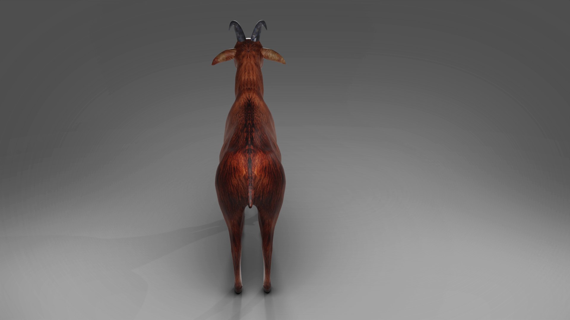 Goat 04 Rigged And Animation 3D Model - TurboSquid 2010257