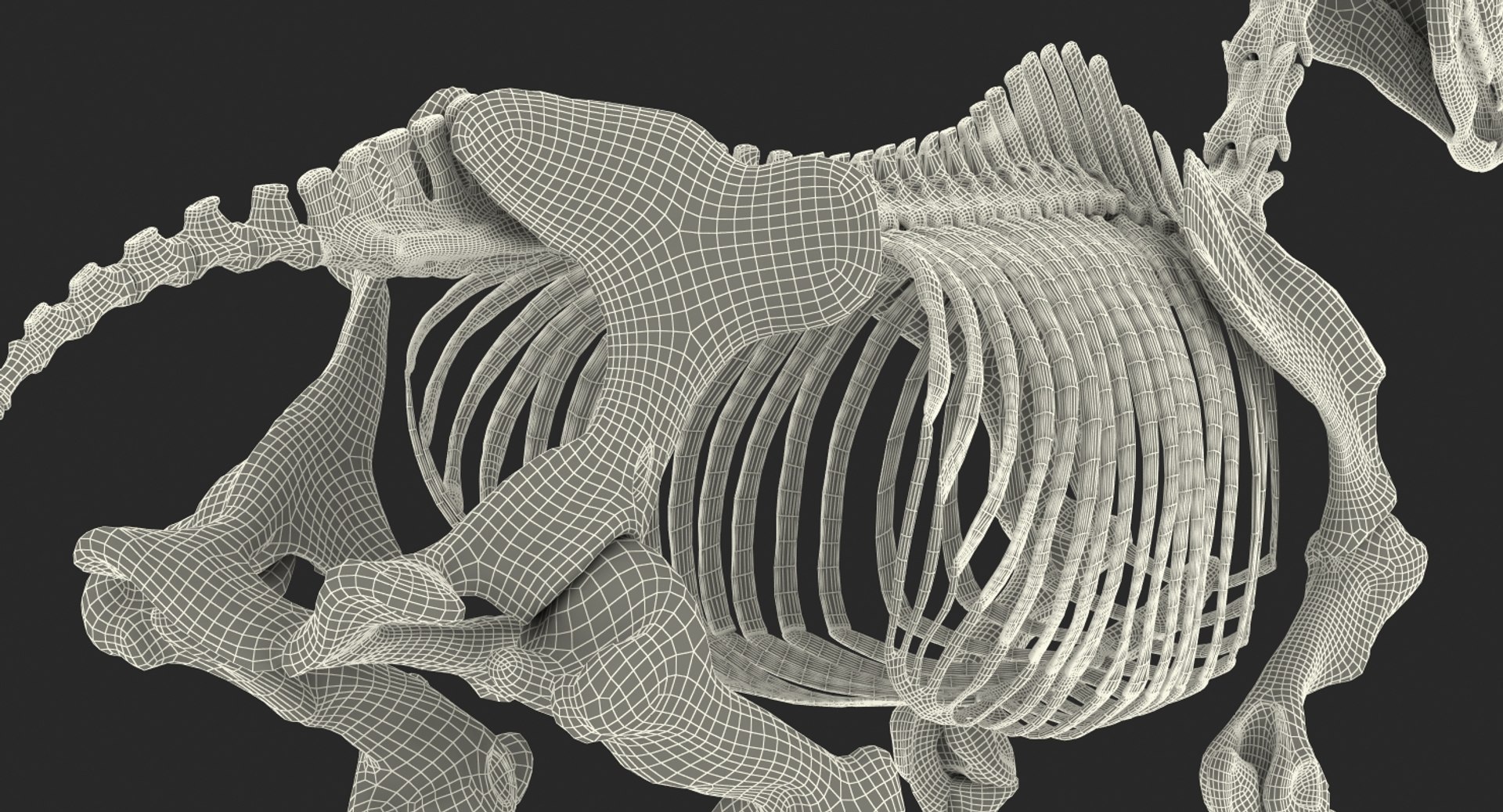 Horse skeleton rigged 3D model - TurboSquid 1379278