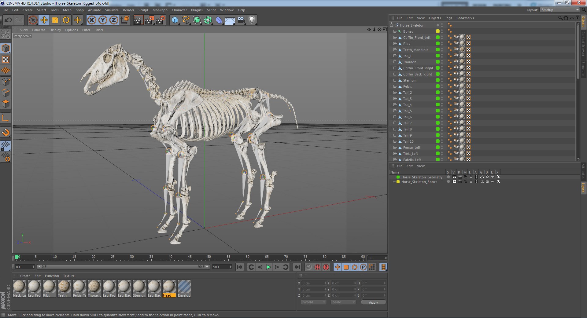 Horse skeleton rigged 3D model - TurboSquid 1379278