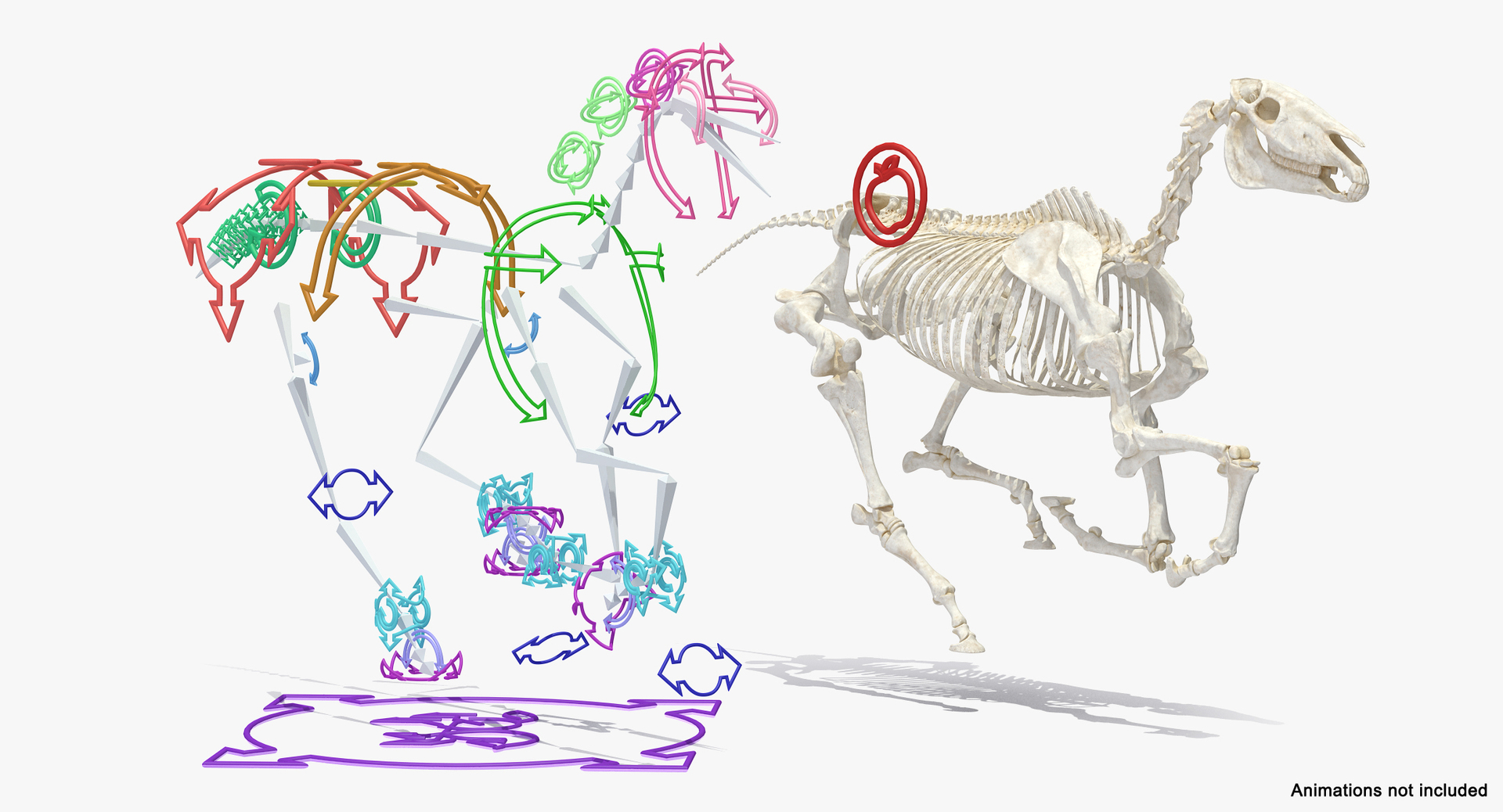 Horse Skeleton Rigged 3D Model - TurboSquid 1379278
