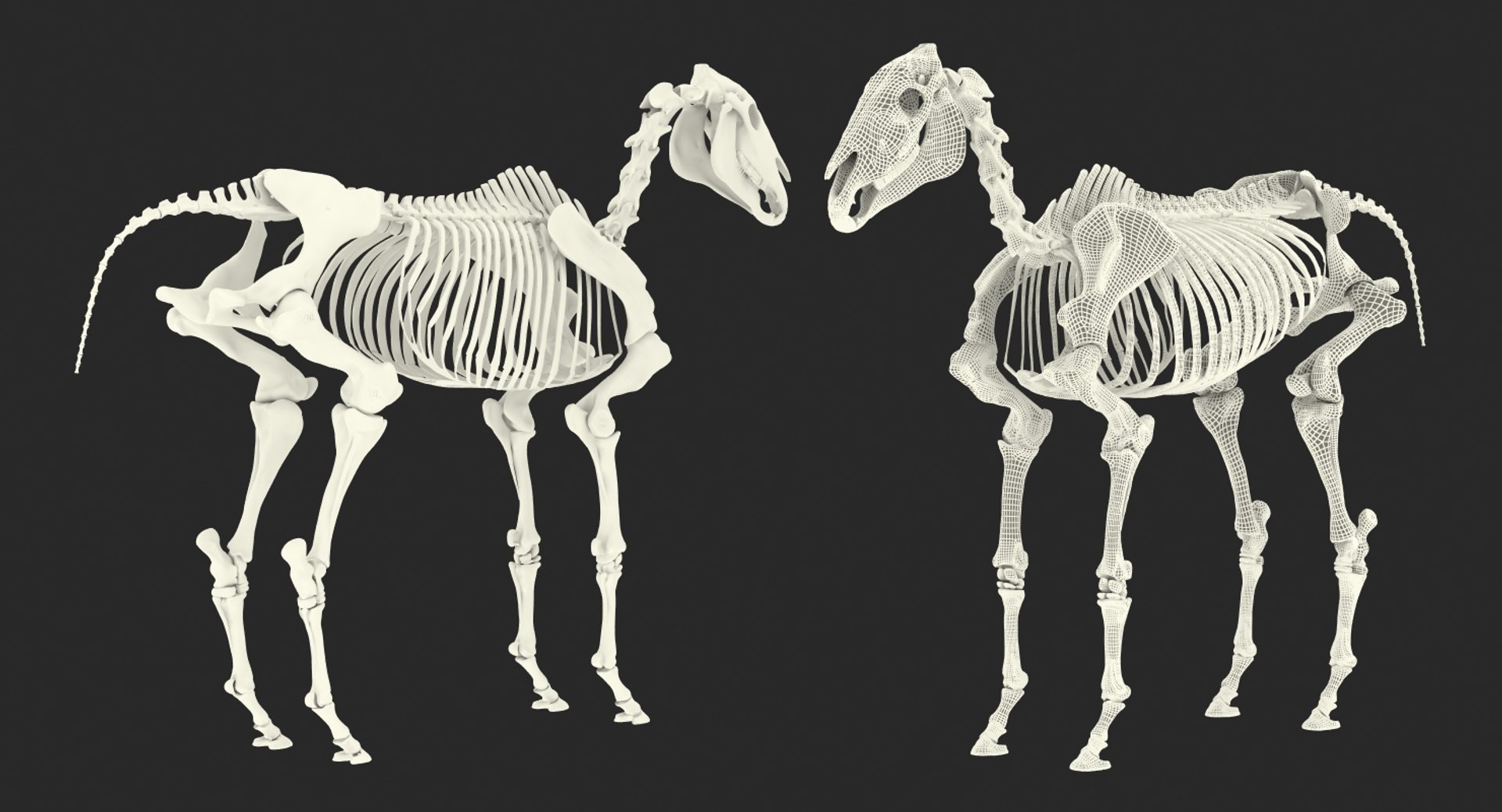 Horse skeleton rigged 3D model - TurboSquid 1379278