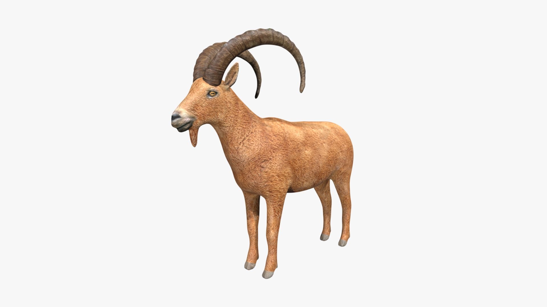 3D Model Rigged Low Poly Ibex - TurboSquid 1812526