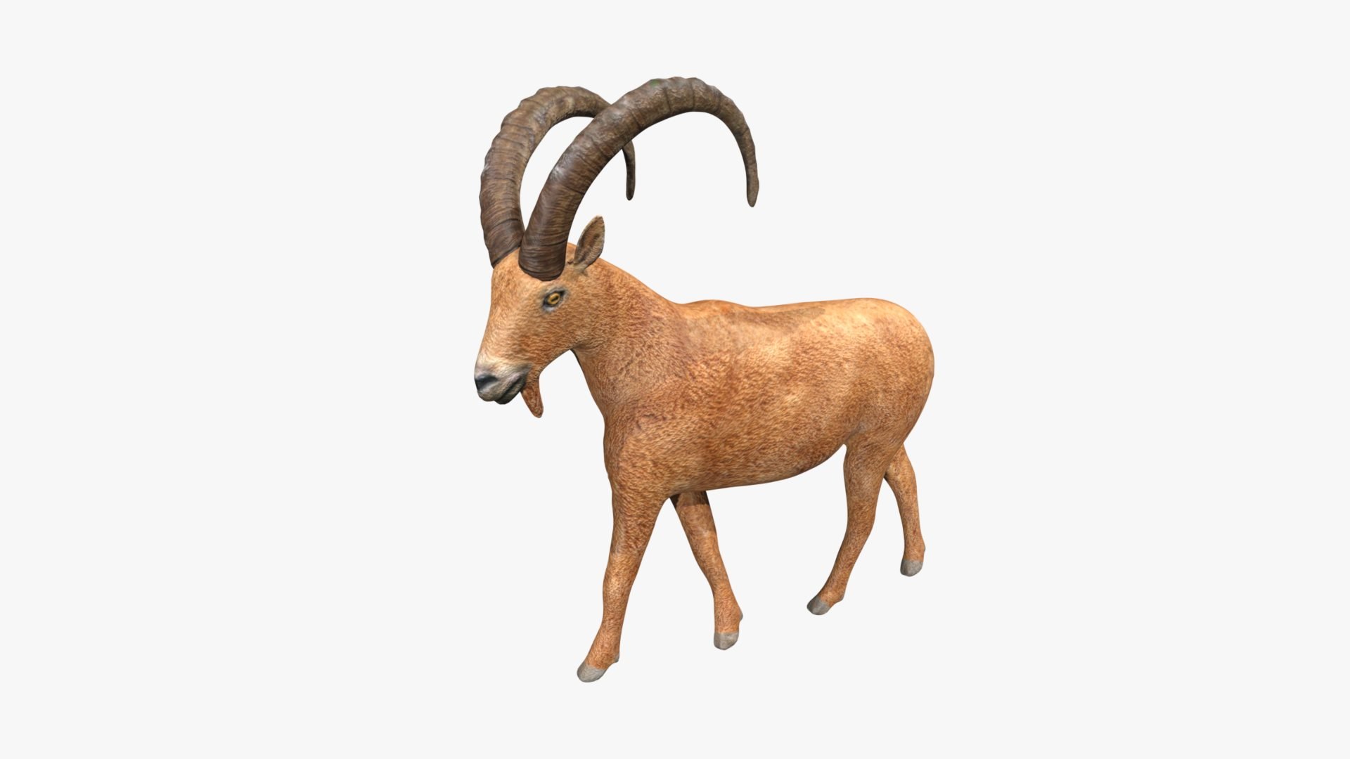 3D Model Rigged Low Poly Ibex - TurboSquid 1812526