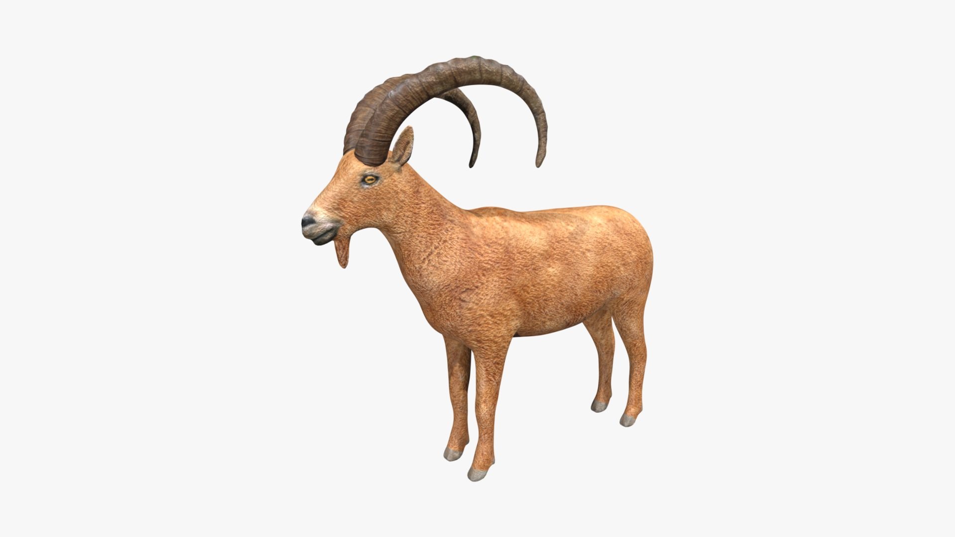 3D model Rigged low poly Ibex - TurboSquid 1812526