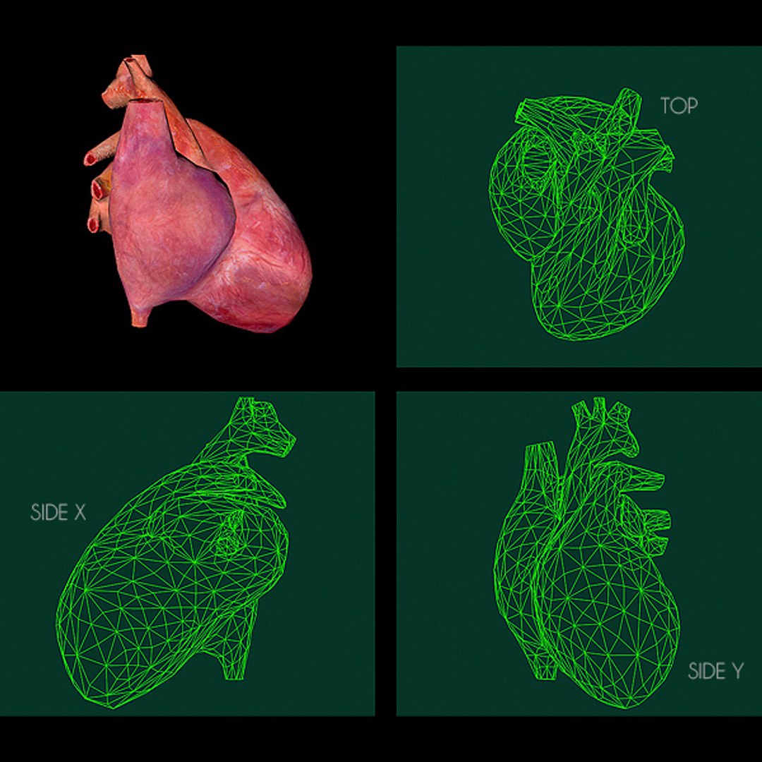 Heart Anatomy Cycle Animation 3d 3ds