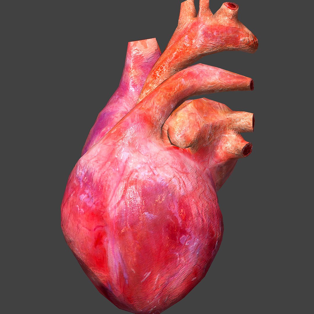 Heart Anatomy Cycle Animation 3d 3ds