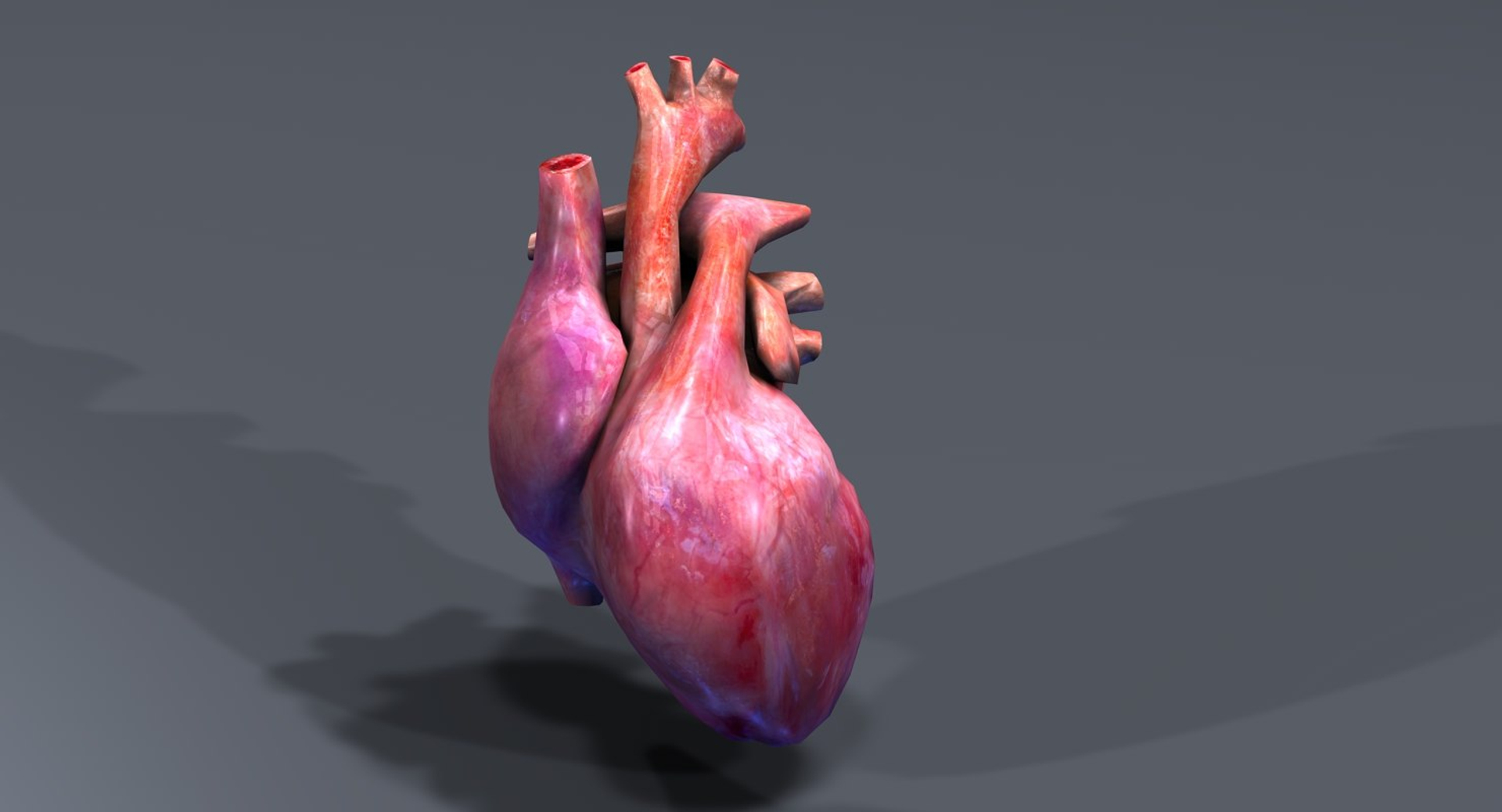 Heart Anatomy Cycle Animation 3d 3ds