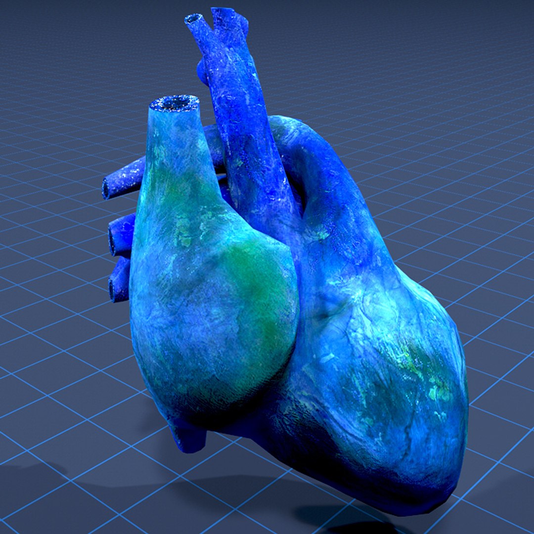 Heart Anatomy Cycle Animation 3d 3ds