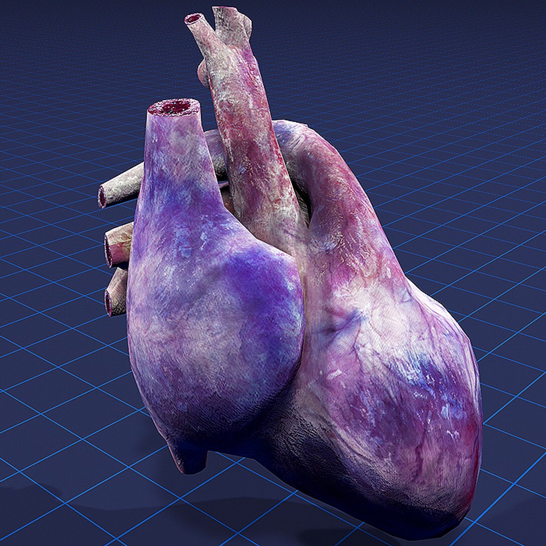 Heart Anatomy Cycle Animation 3d 3ds