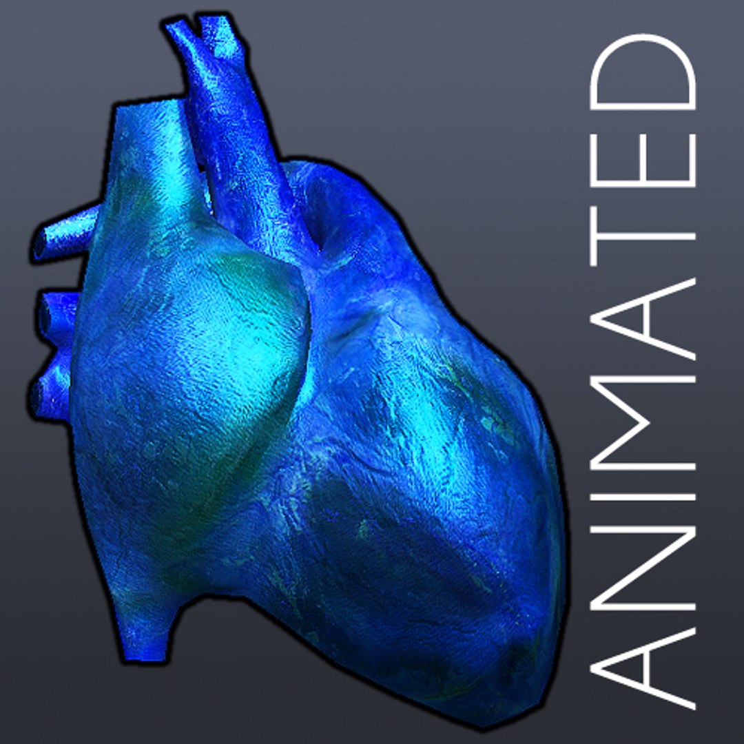 Heart Anatomy Cycle Animation 3d 3ds