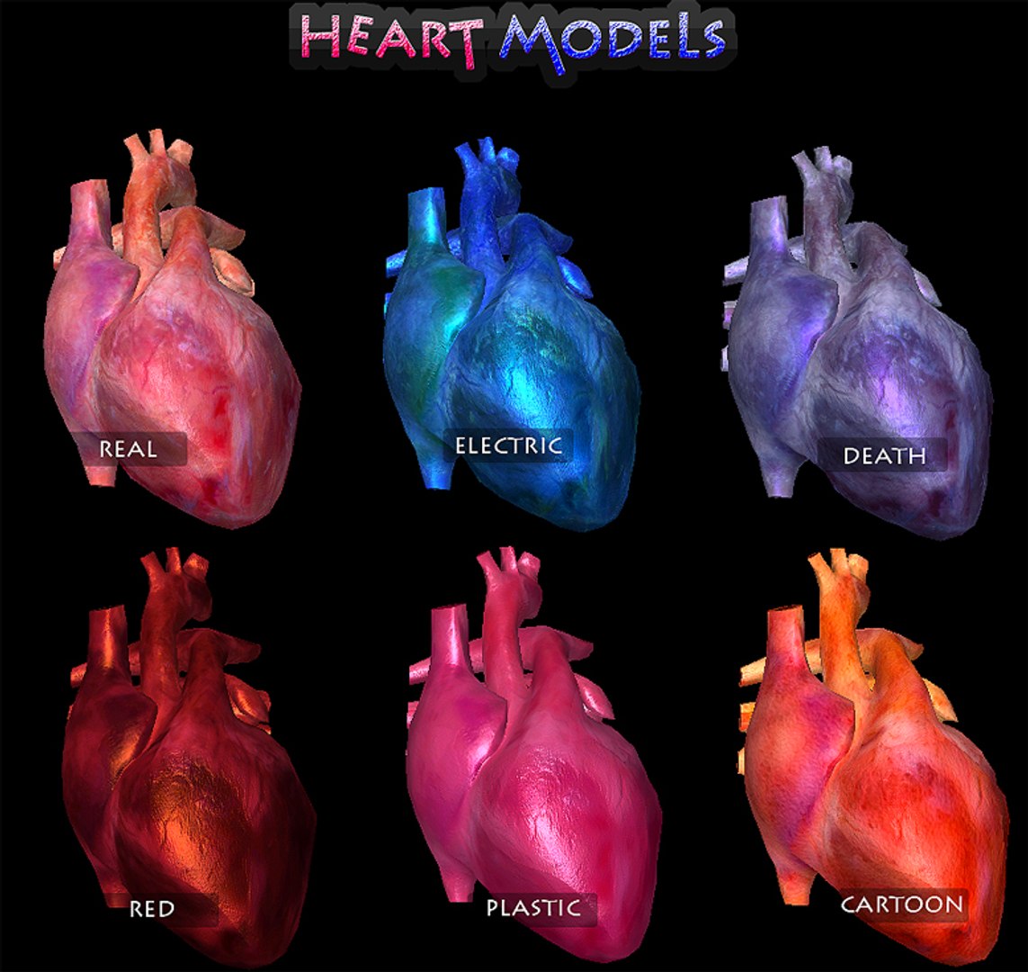 Heart Anatomy Cycle Animation 3d 3ds