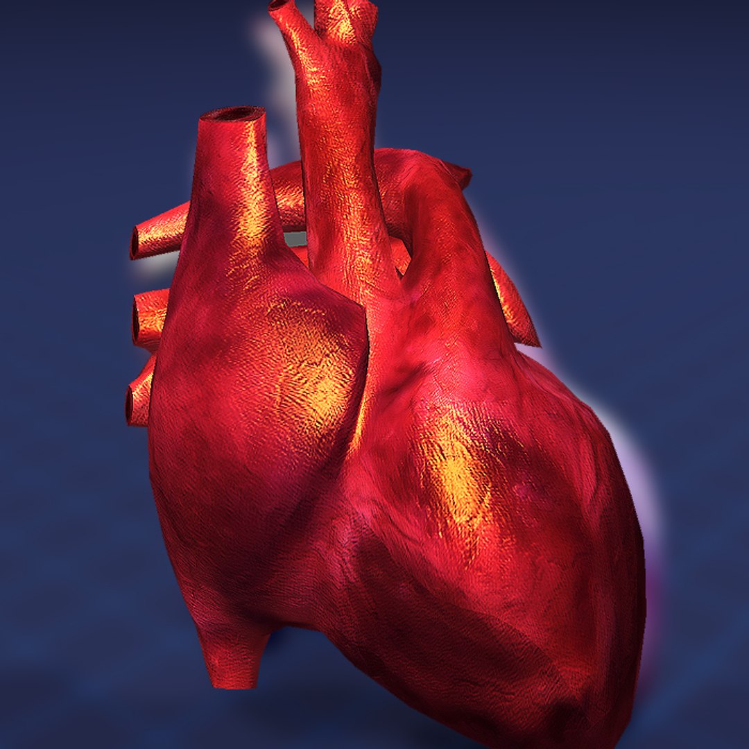 Heart Anatomy Cycle Animation 3d 3ds