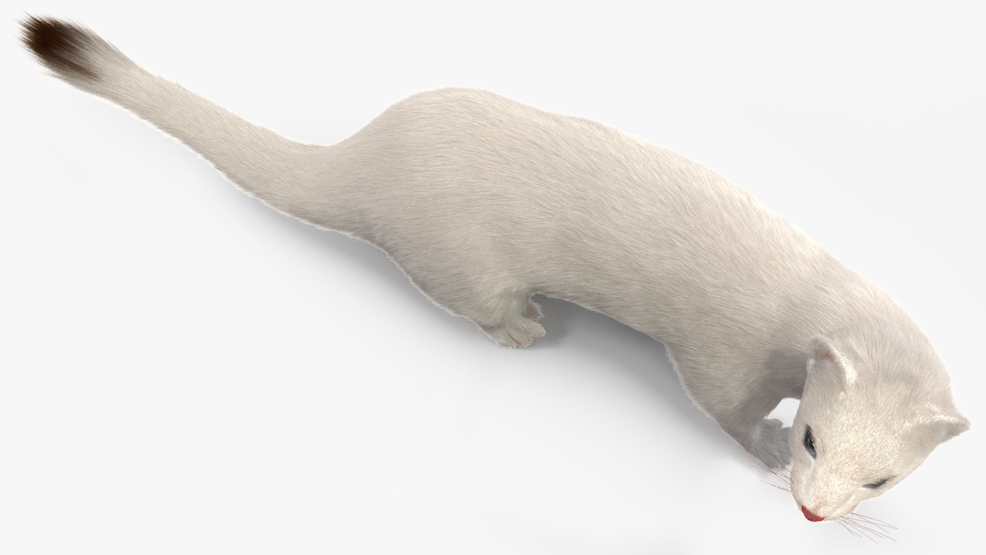 White Ermine Lifelike Pose Fur Model - TurboSquid 2207899