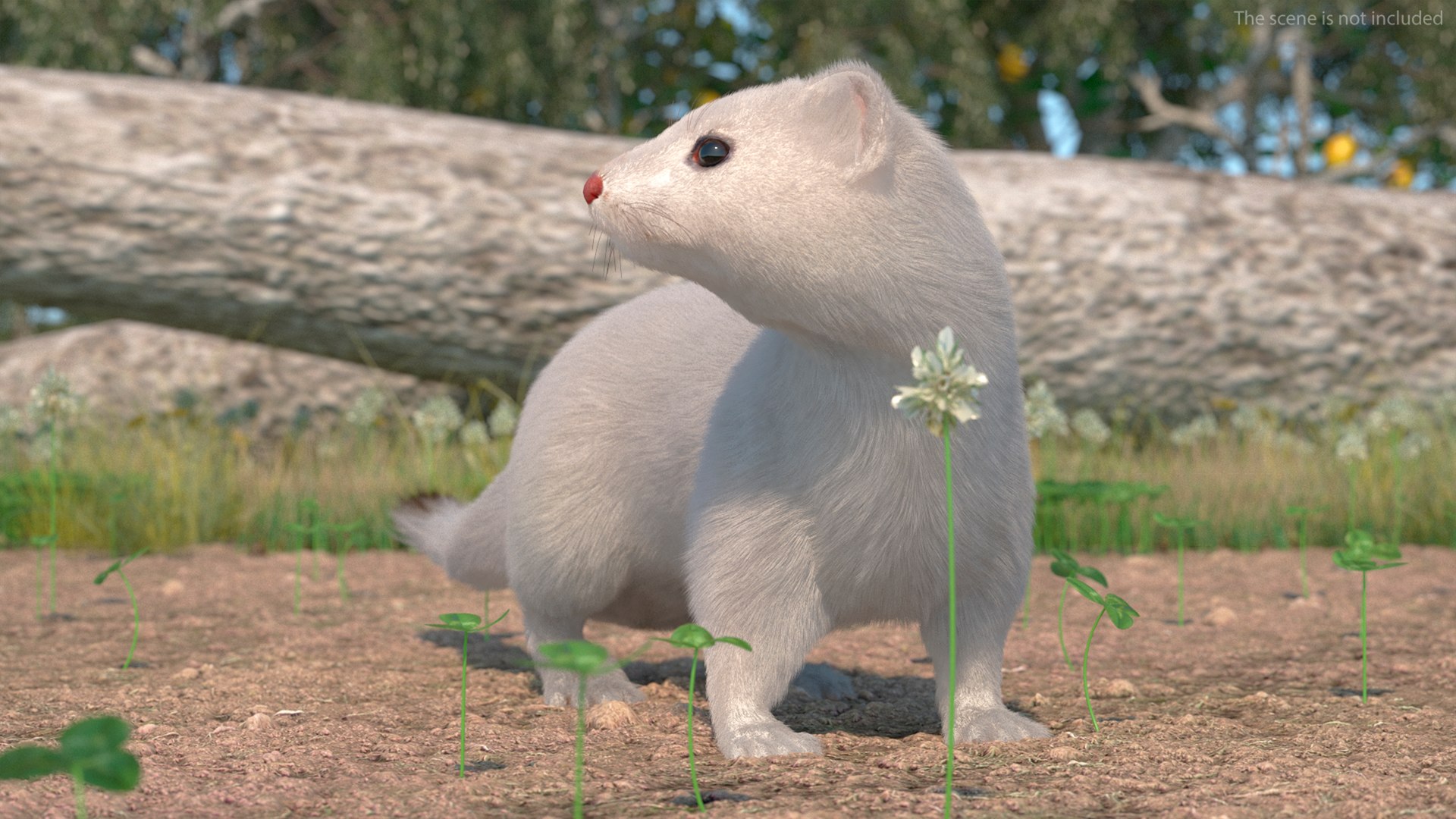 White Ermine Lifelike Pose Fur Model - TurboSquid 2207899