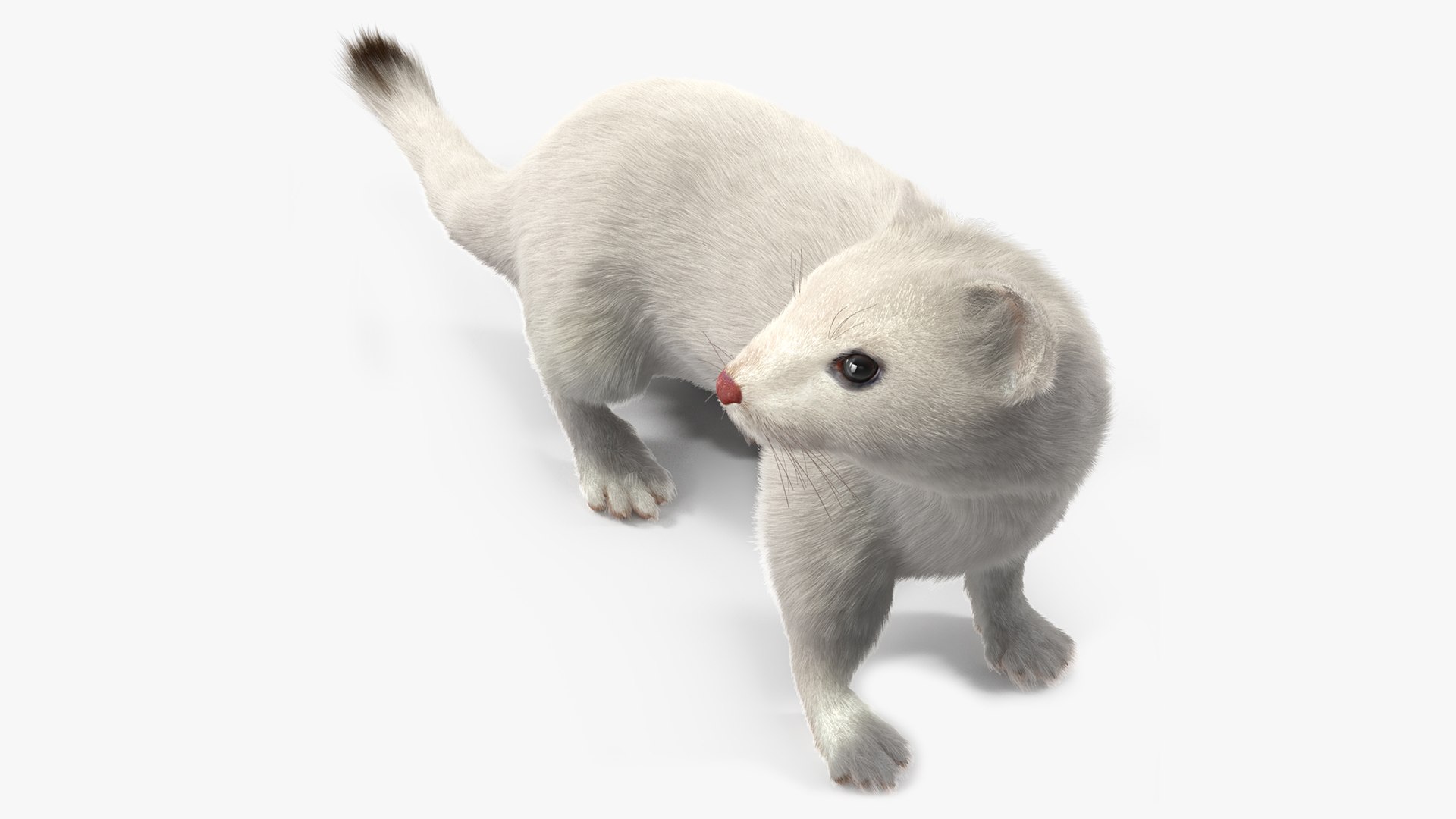 White Ermine Lifelike Pose Fur Model - TurboSquid 2207899