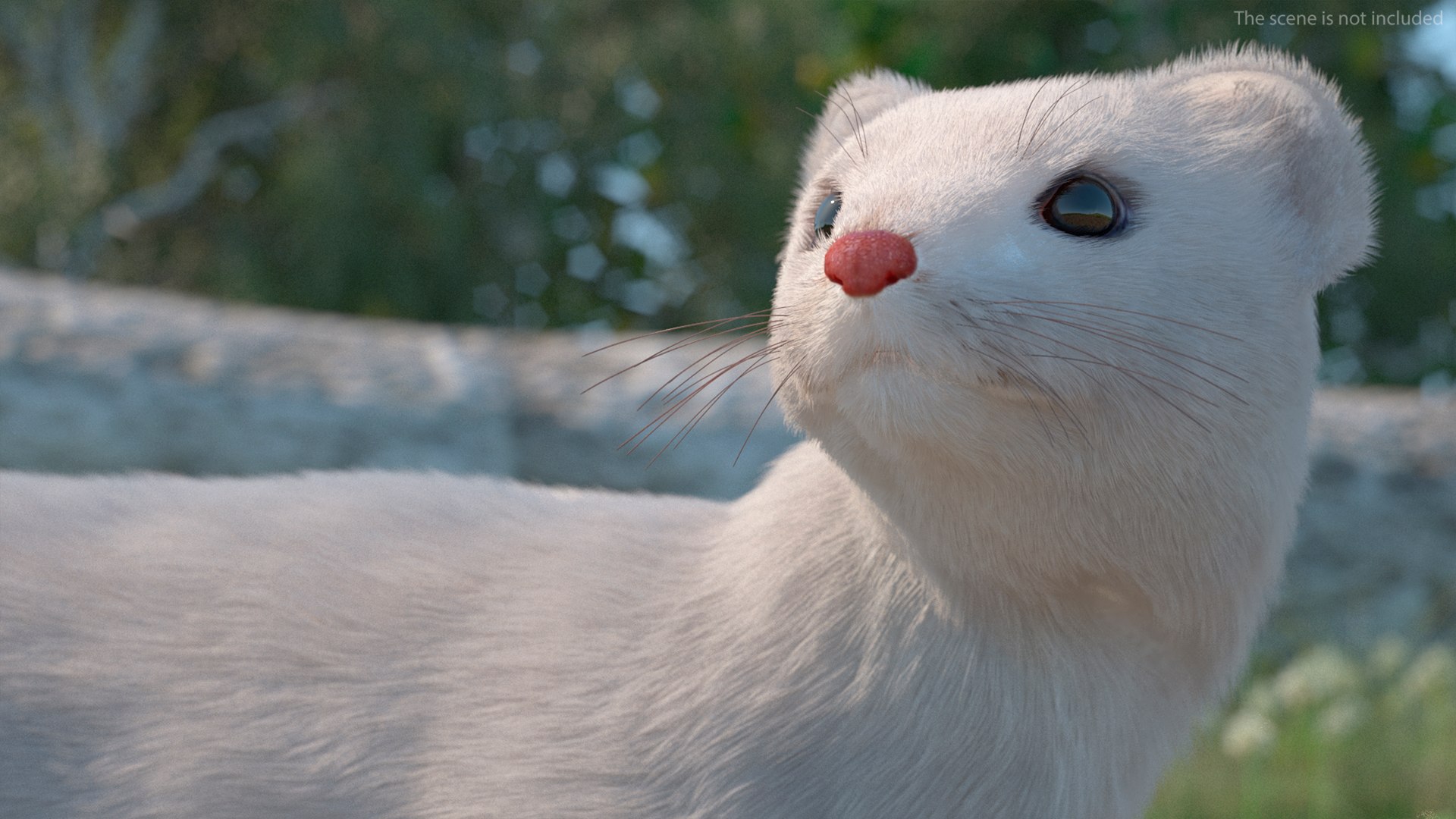 White Ermine Lifelike Pose Fur Model - TurboSquid 2207899