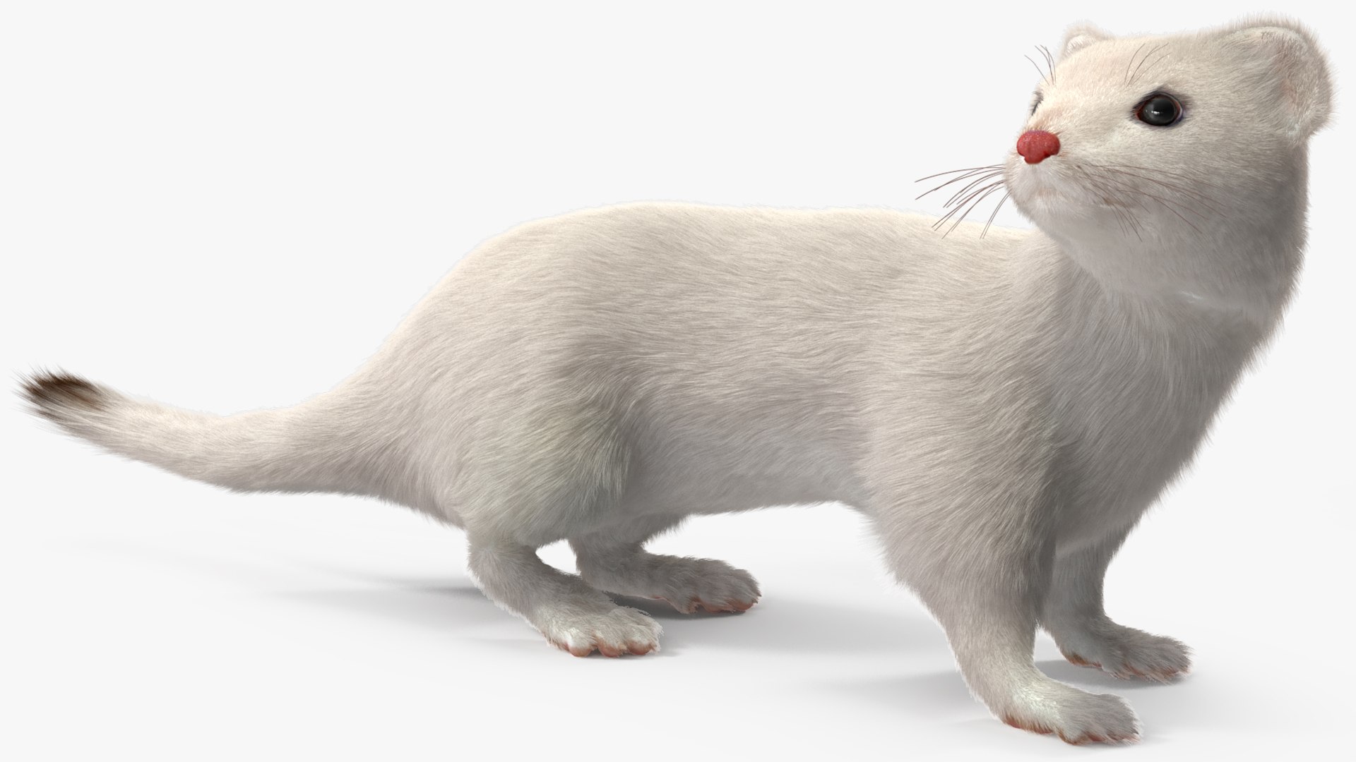 White Ermine Lifelike Pose Fur Model - TurboSquid 2207899