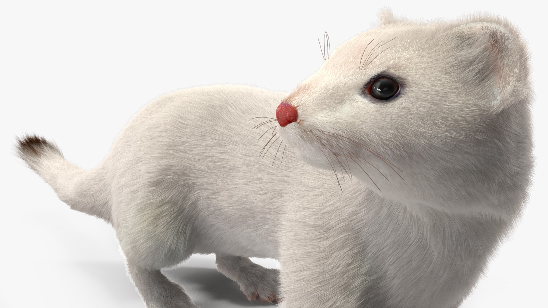 White Ermine Lifelike Pose Fur Model - TurboSquid 2207899