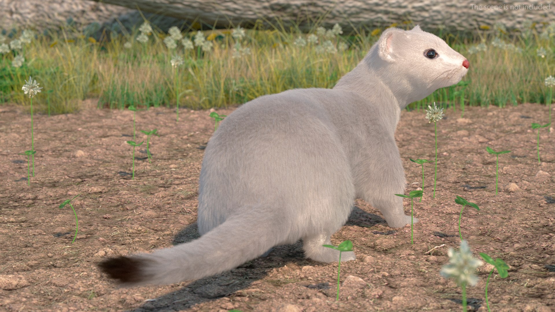 White Ermine Lifelike Pose Fur Model - TurboSquid 2207899