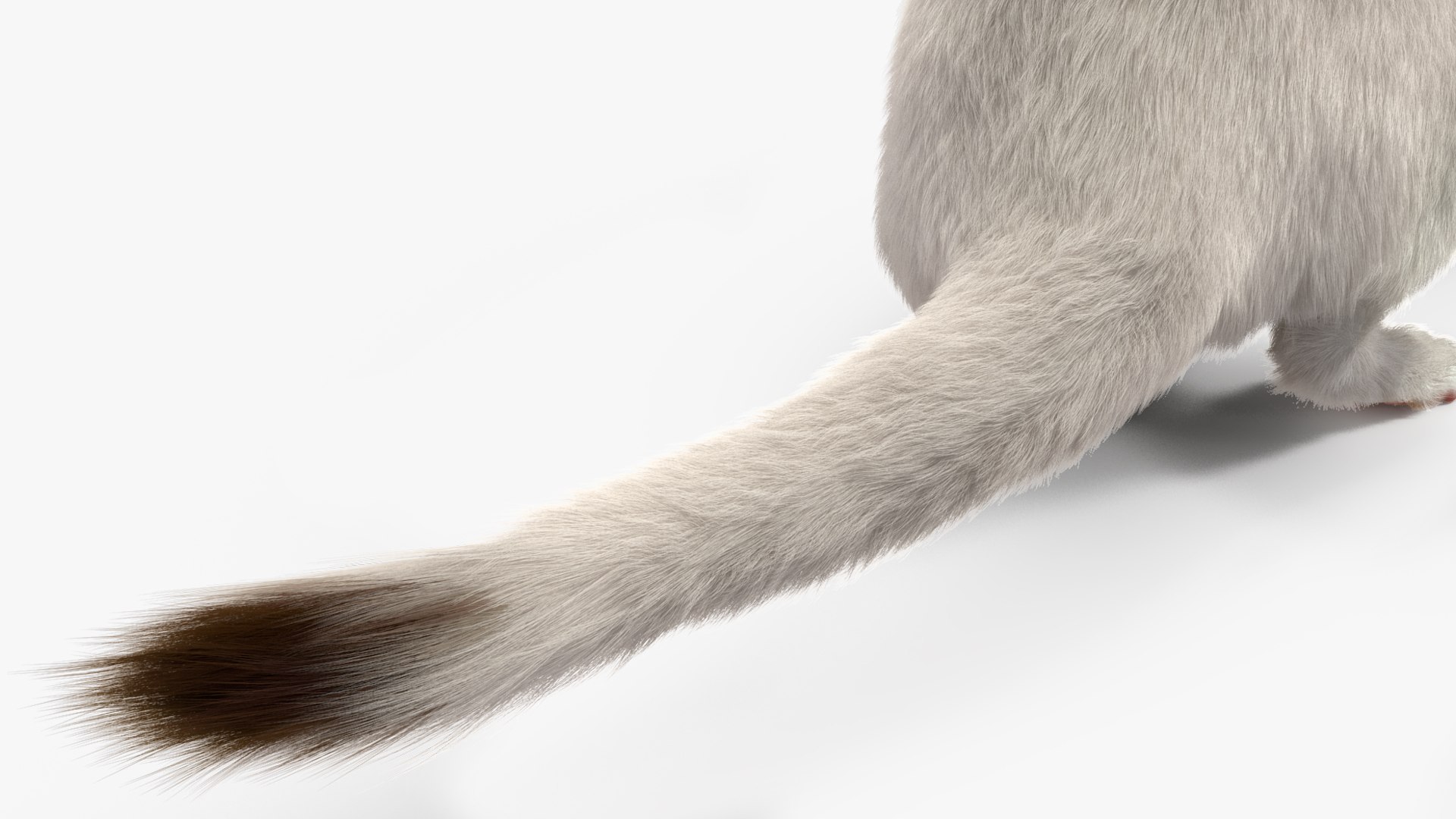White Ermine Lifelike Pose Fur Model - TurboSquid 2207899