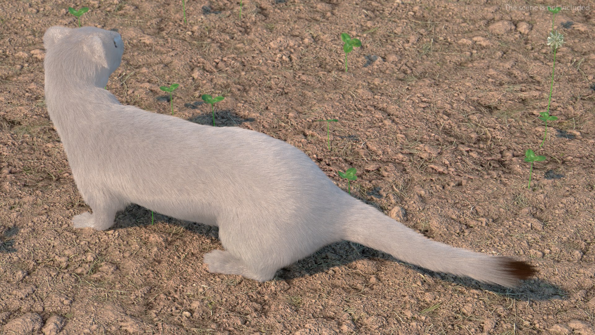 White Ermine Lifelike Pose Fur Model - TurboSquid 2207899