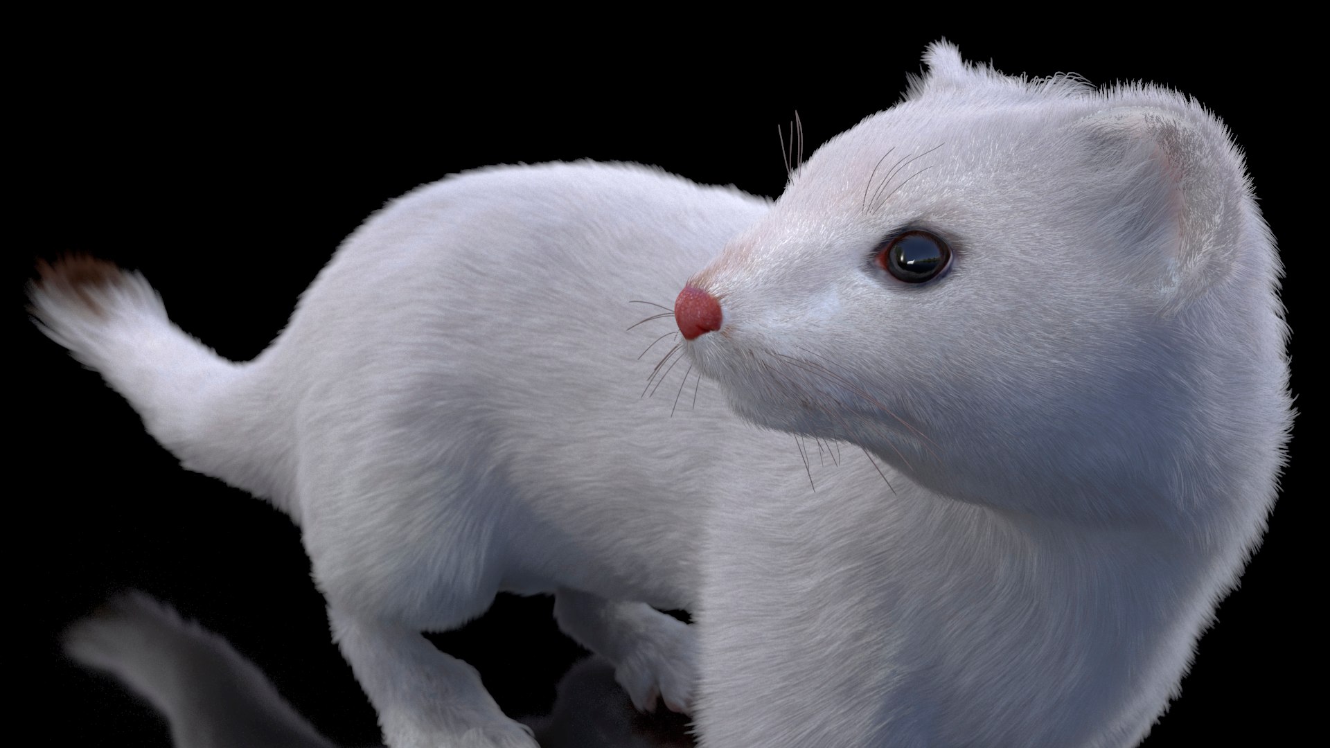 White Ermine Lifelike Pose Fur Model - TurboSquid 2207899