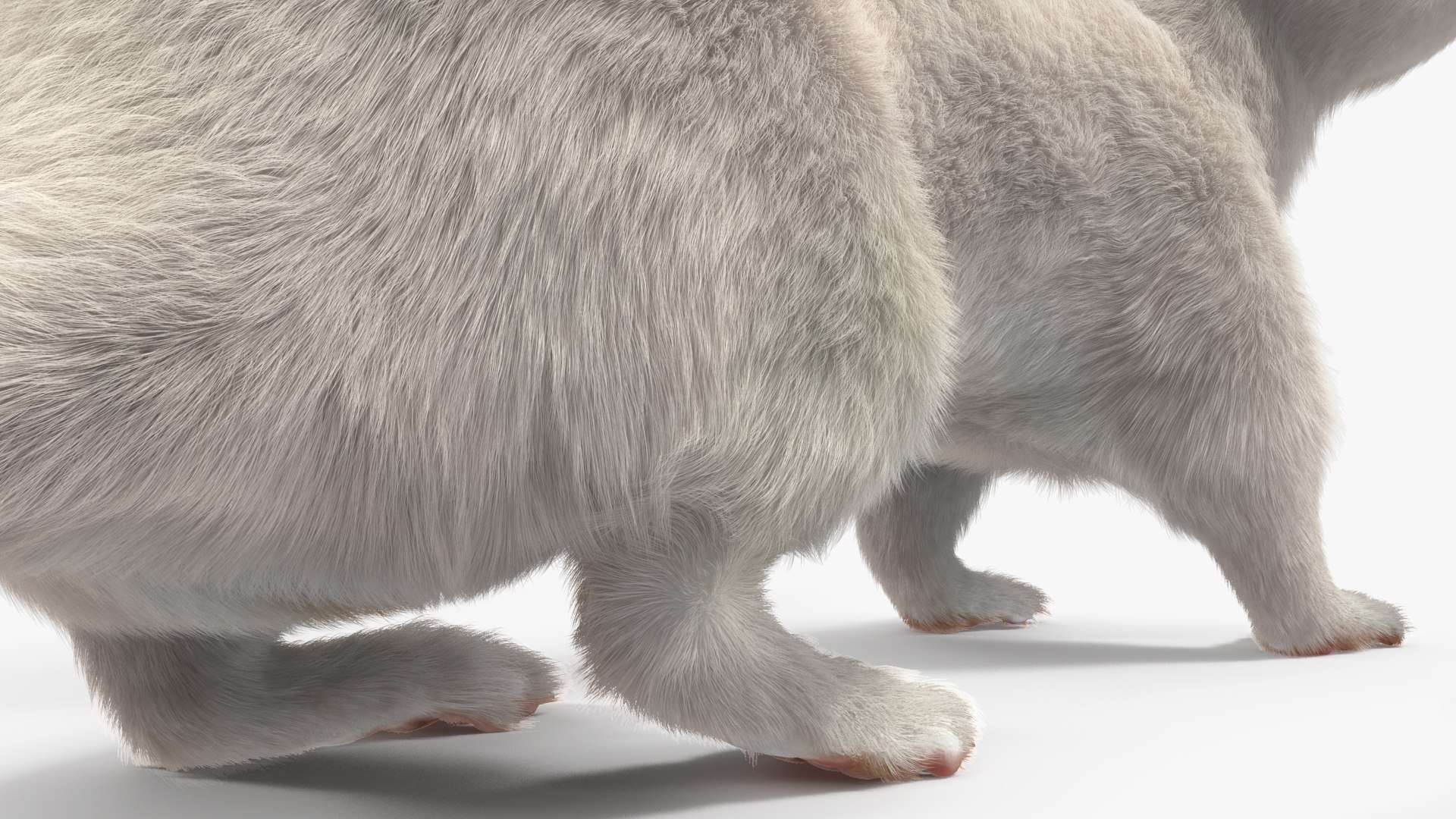White Ermine Lifelike Pose Fur Model - TurboSquid 2207899