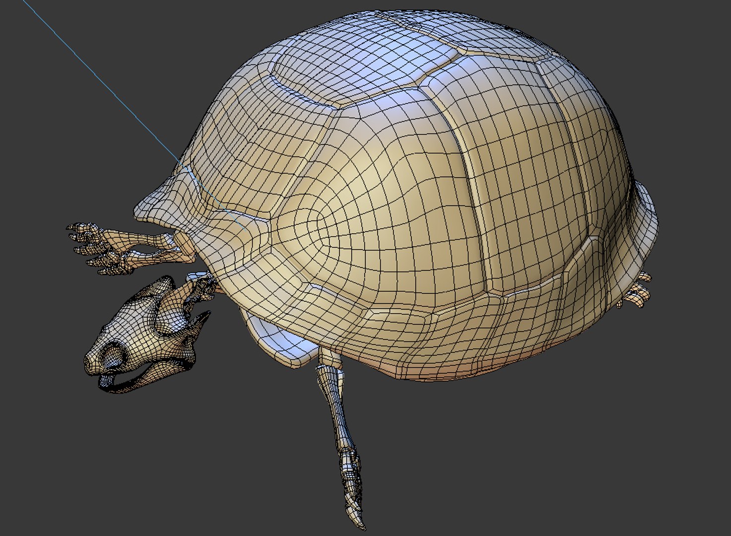 Turtle Skeleton 3D Model - TurboSquid 1228639